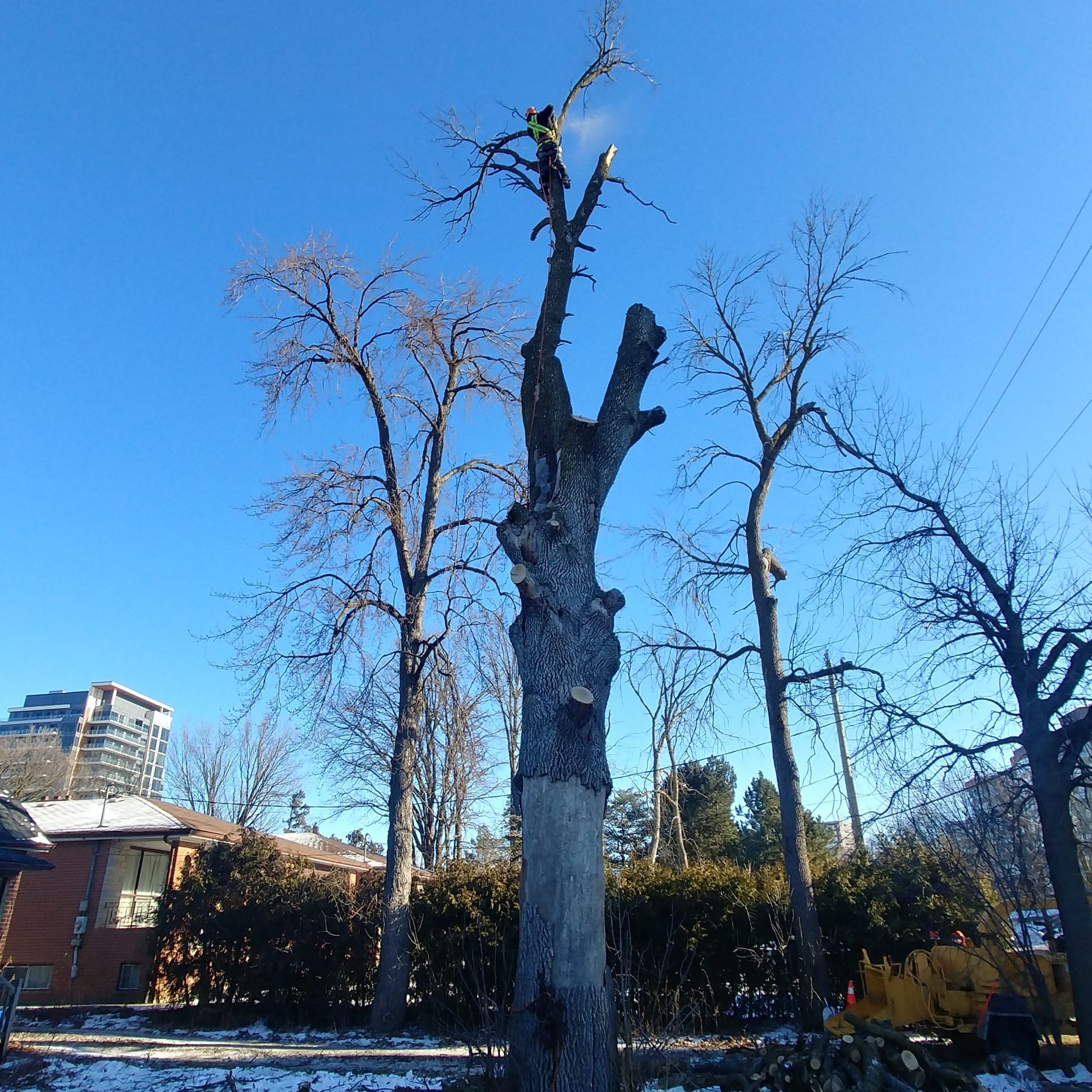 Hazardous Tree Removal in Richmond Hill - Evolution Tree Care